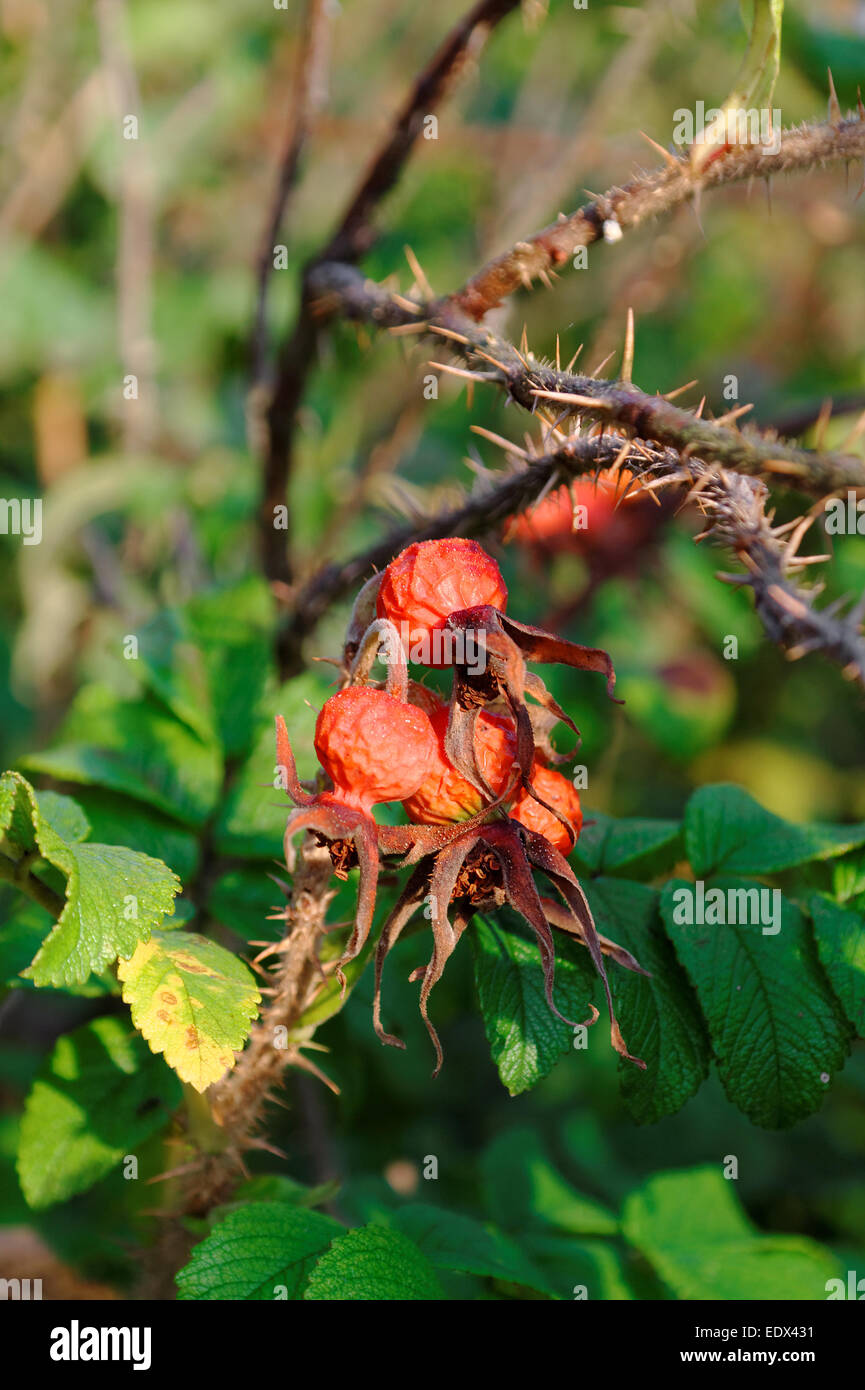 mespilus germanica fruit on a twig Stock Photo - Alamy