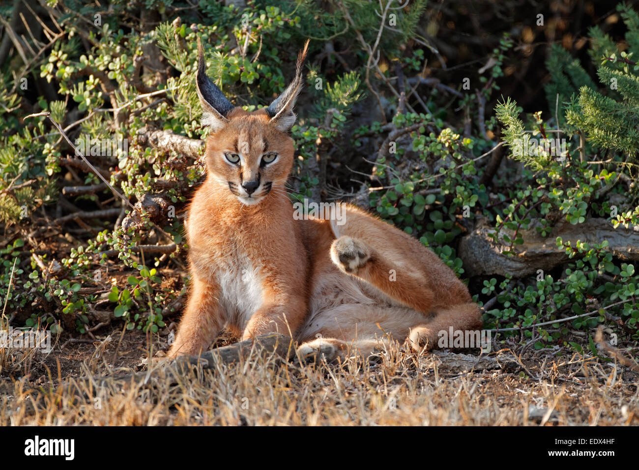 Caracal wild cat ears hi-res stock photography and images - Alamy
