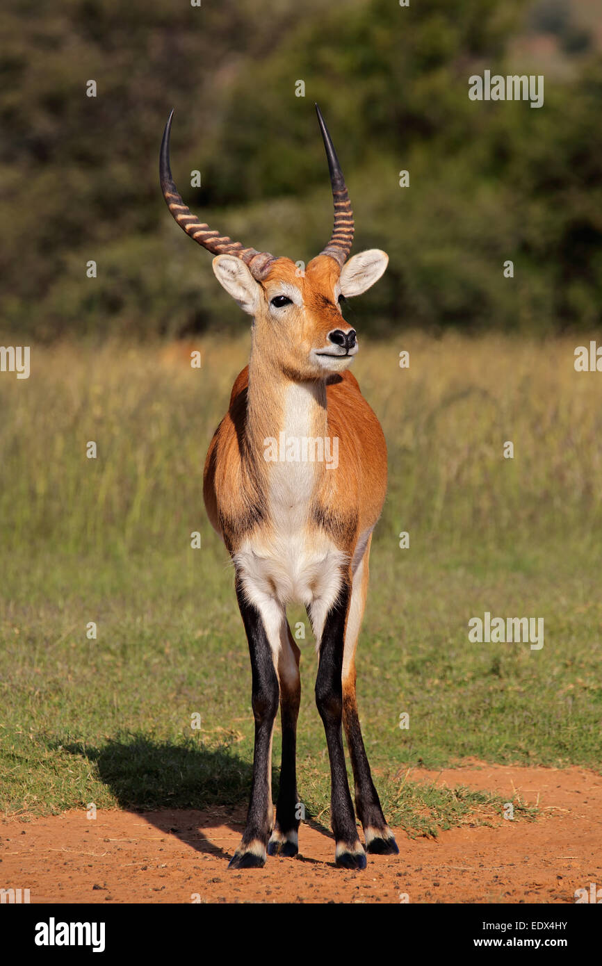 Male red lechwe antelope (Kobus leche) in natural environment, southern ...