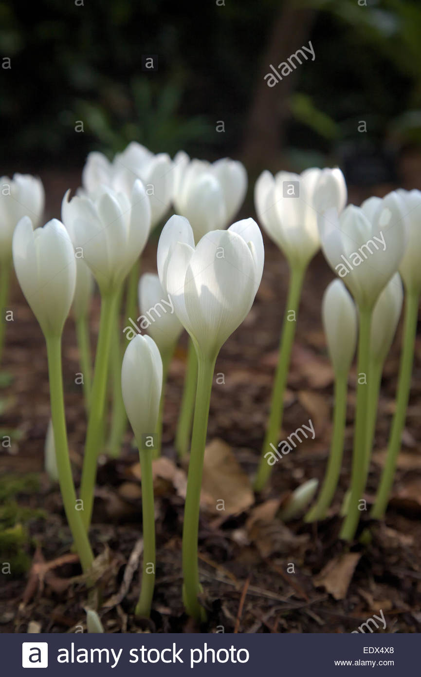 Colchicum Speciosum Stock Photos & Colchicum Speciosum Stock Images - Alamy
