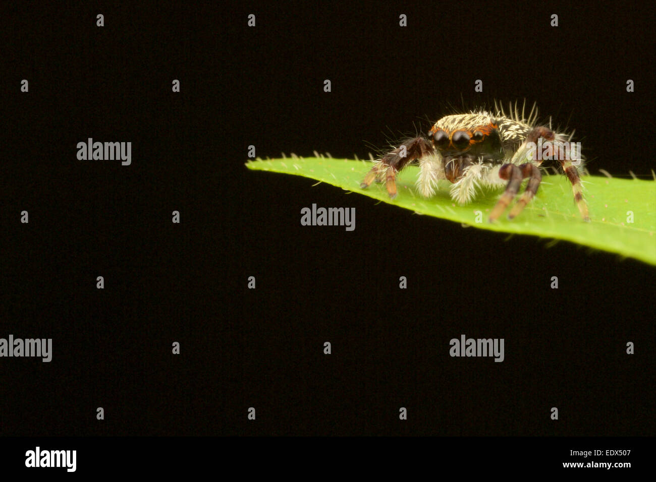 Spiders of thailand hi-res stock photography and images - Alamy