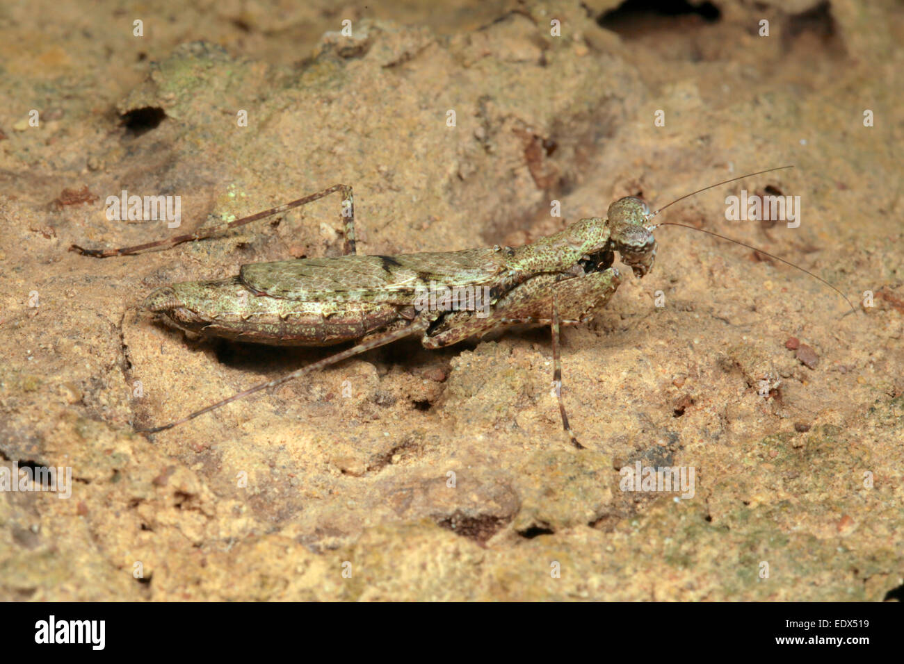 Gonypeta brigittae, Thai bark mantis. Kaeng Krachan National Park ...
