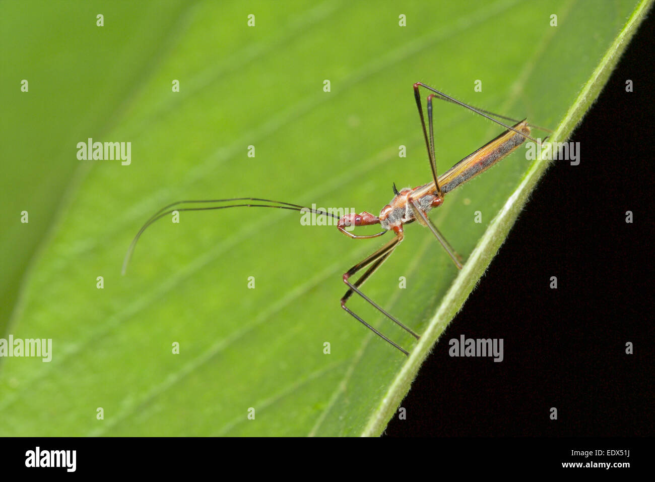 Assassin hi-res stock photography and images - Alamy