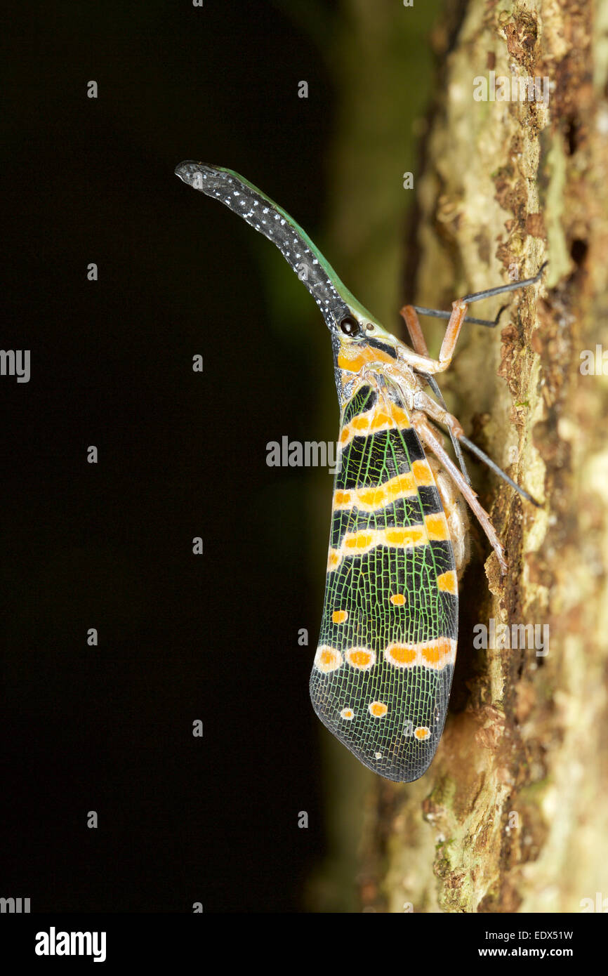 Pyrops hi-res stock photography and images - Alamy