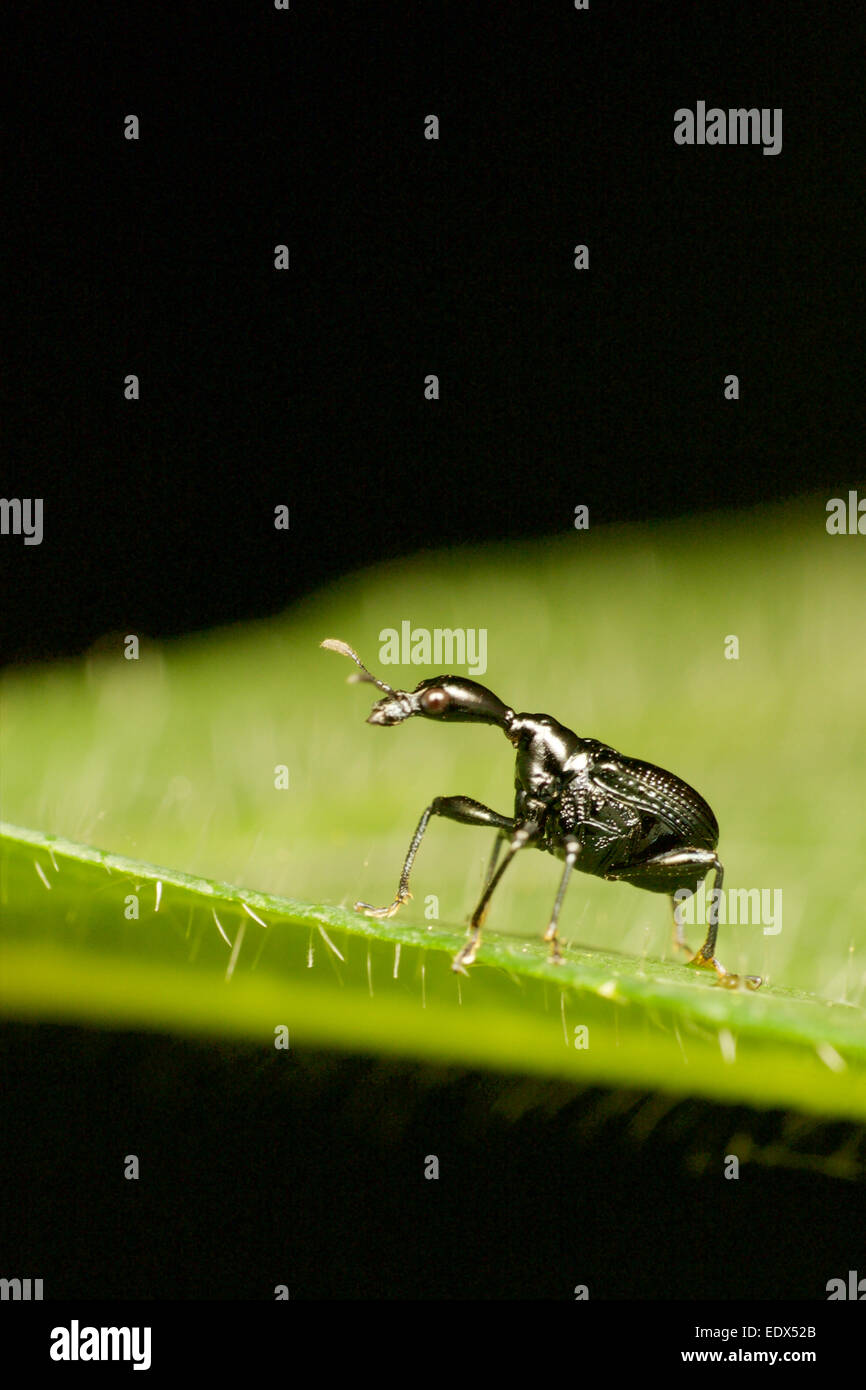Attelabidae is a widespread family of weevils. They are among the ...