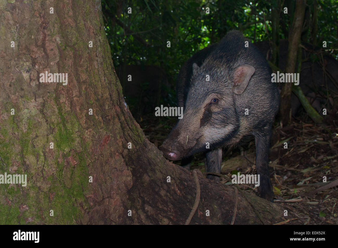 Native Pig Of Africa High Resolution Stock Photography and Images - Alamy
