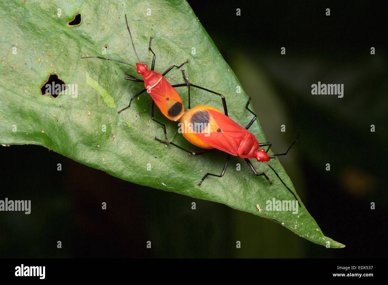 Pyrrhocoridae bugs mating in Kaeng Krachan National Park, Thailand ...
