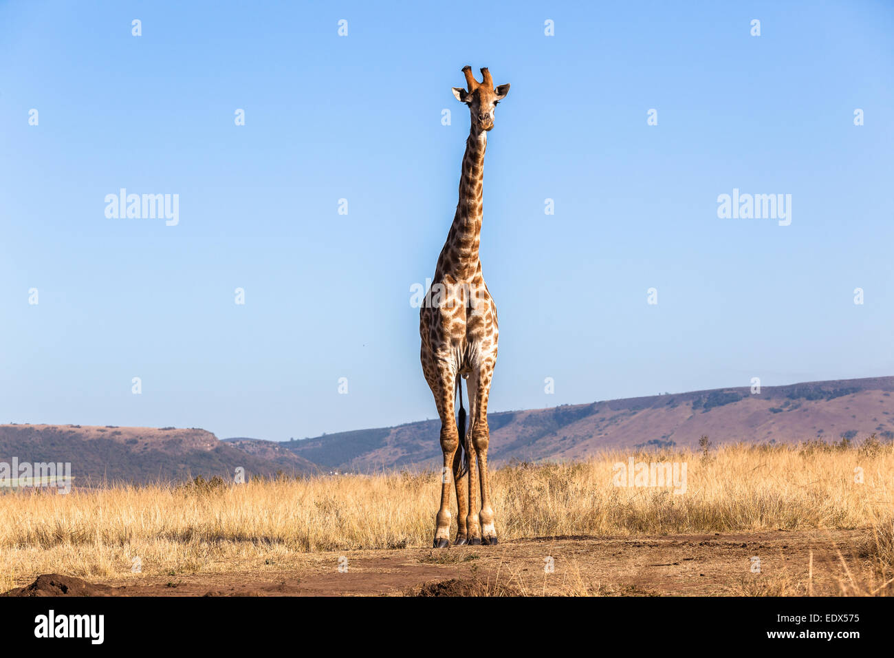 Giraffe animal standing alone in clear plateau warming body winter blue ...
