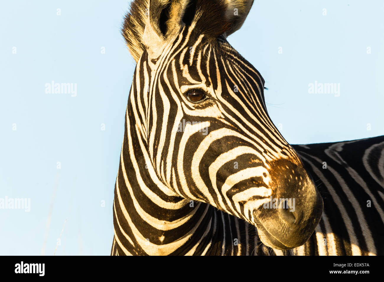 Morning wildlife hi-res stock photography and images - Alamy