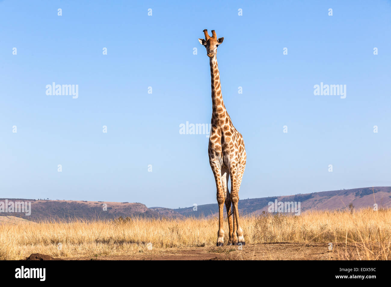Giraffe animal standing alone in clear plateau warming body winter blue ...