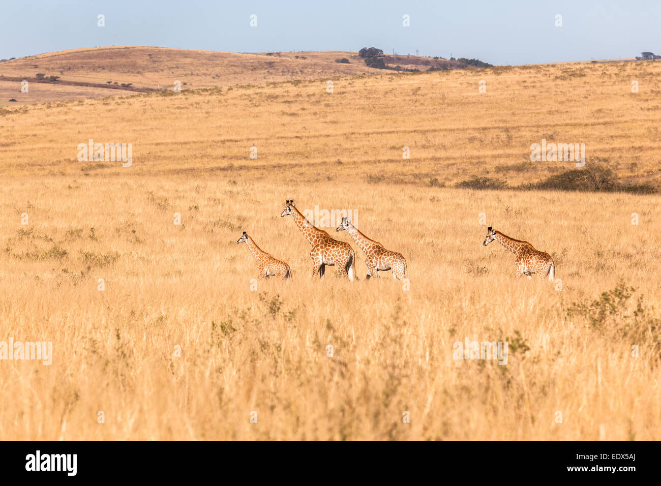 Grassland with animals hi-res stock photography and images - Alamy