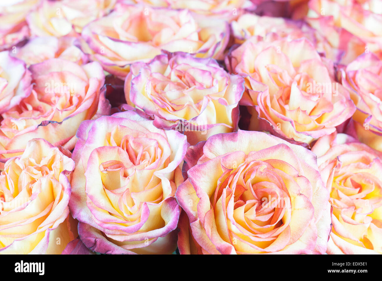 Bouquet effect hi-res stock photography and images - Alamy