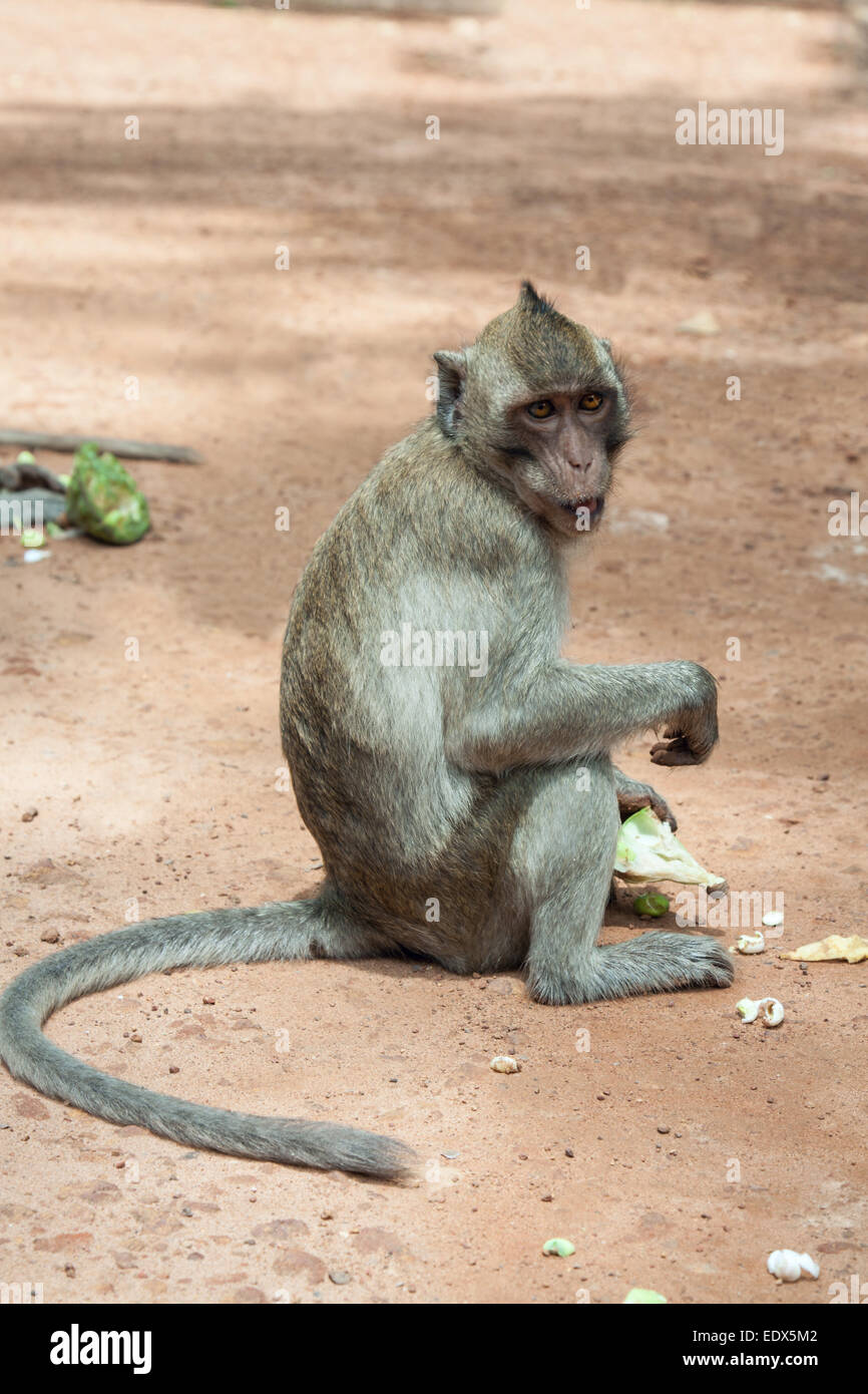 Monkey eating lotus on the road in Cambodia, Asia Stock Photo - Alamy