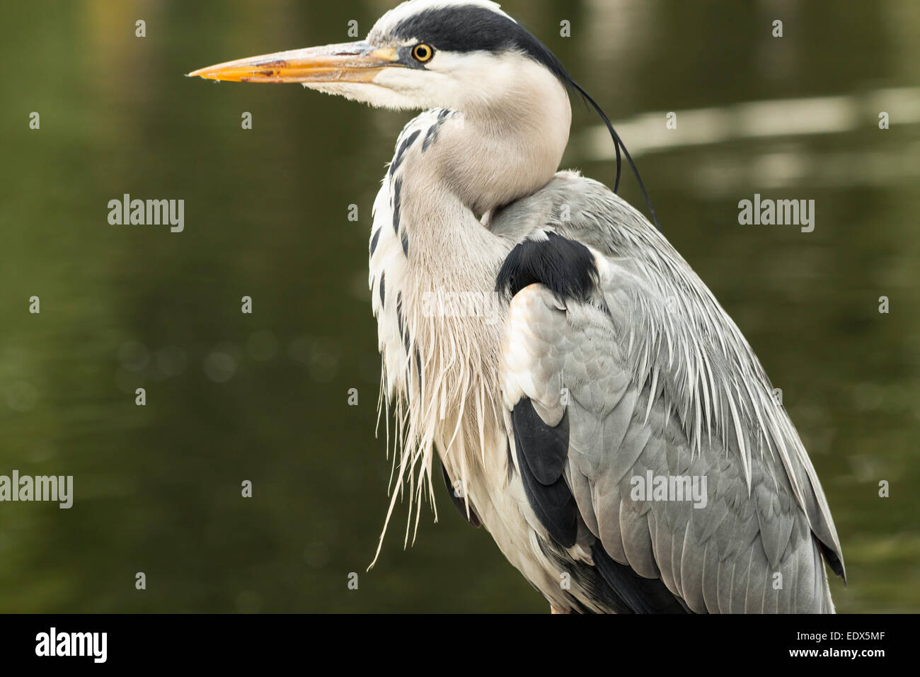 Closeup grey heron with fish hi-res stock photography and images - Alamy