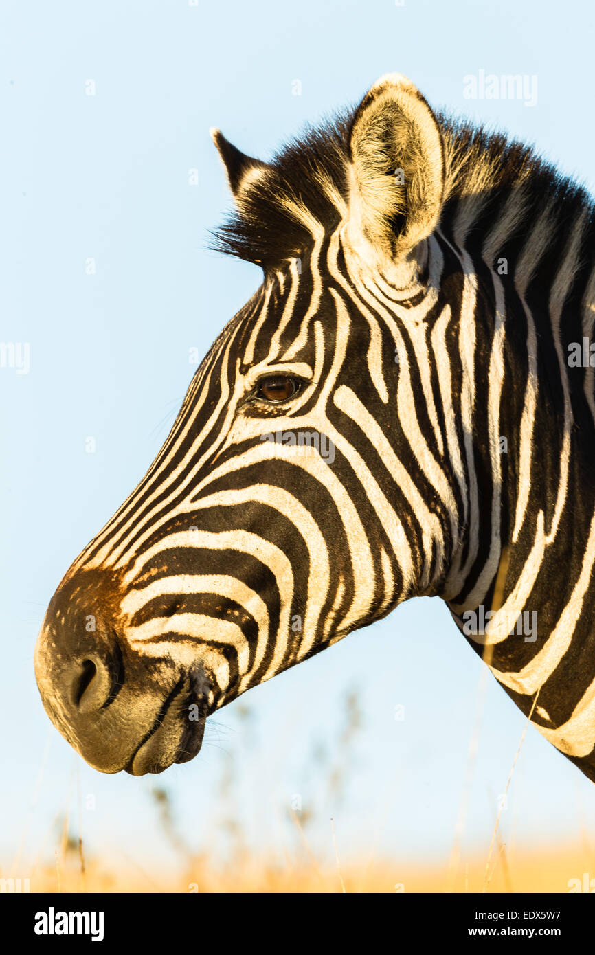 Zebra animals head closeup portrait morning wildlife park Stock Photo ...