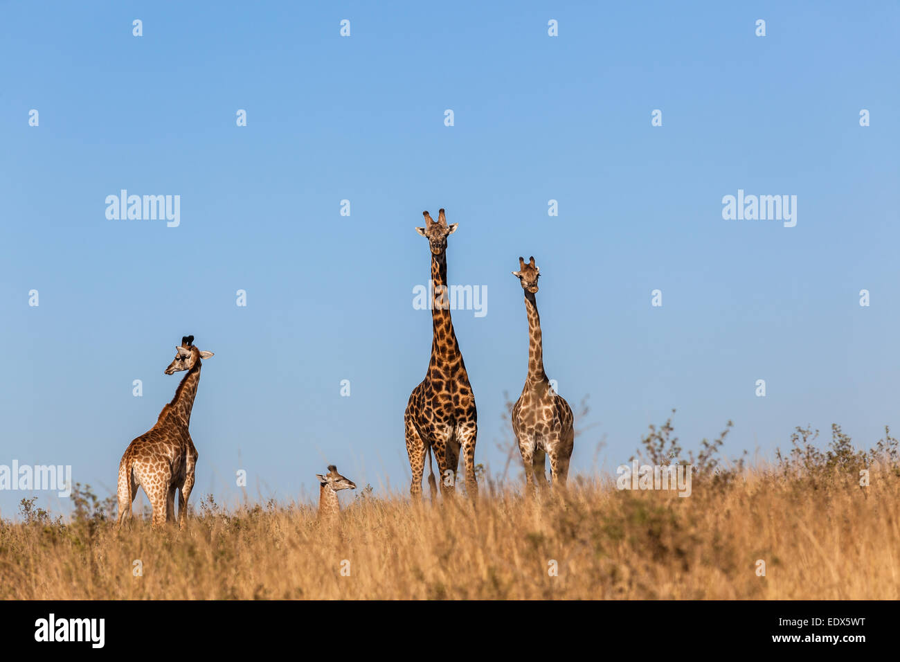 Grassland animals hi-res stock photography and images - Alamy