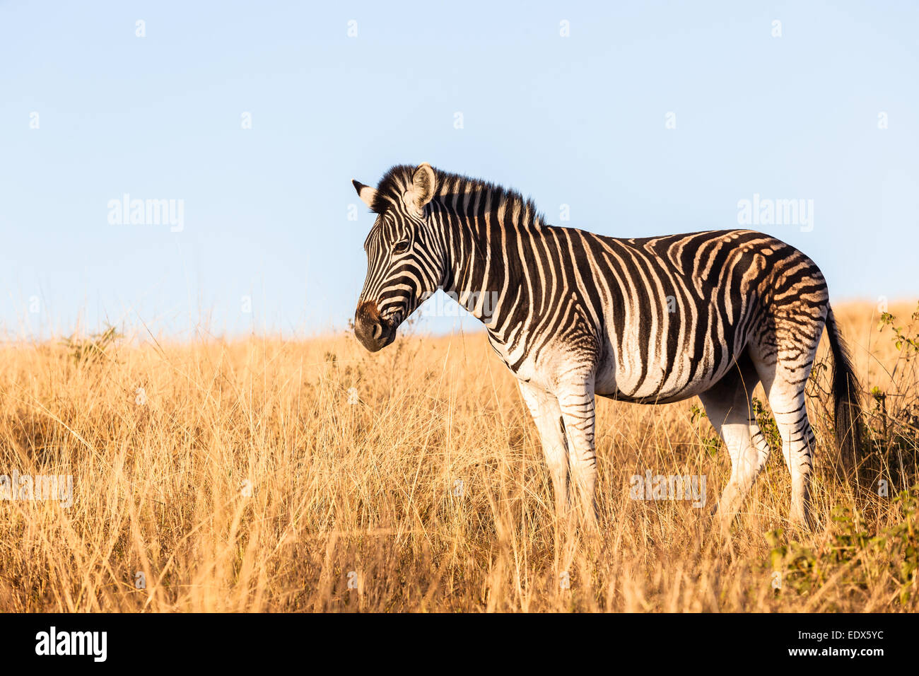 Zebra animals head closeup portrait morning wildlife park Stock Photo ...