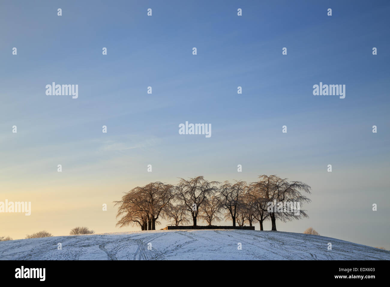 Elm trees in winter hi-res stock photography and images - Alamy