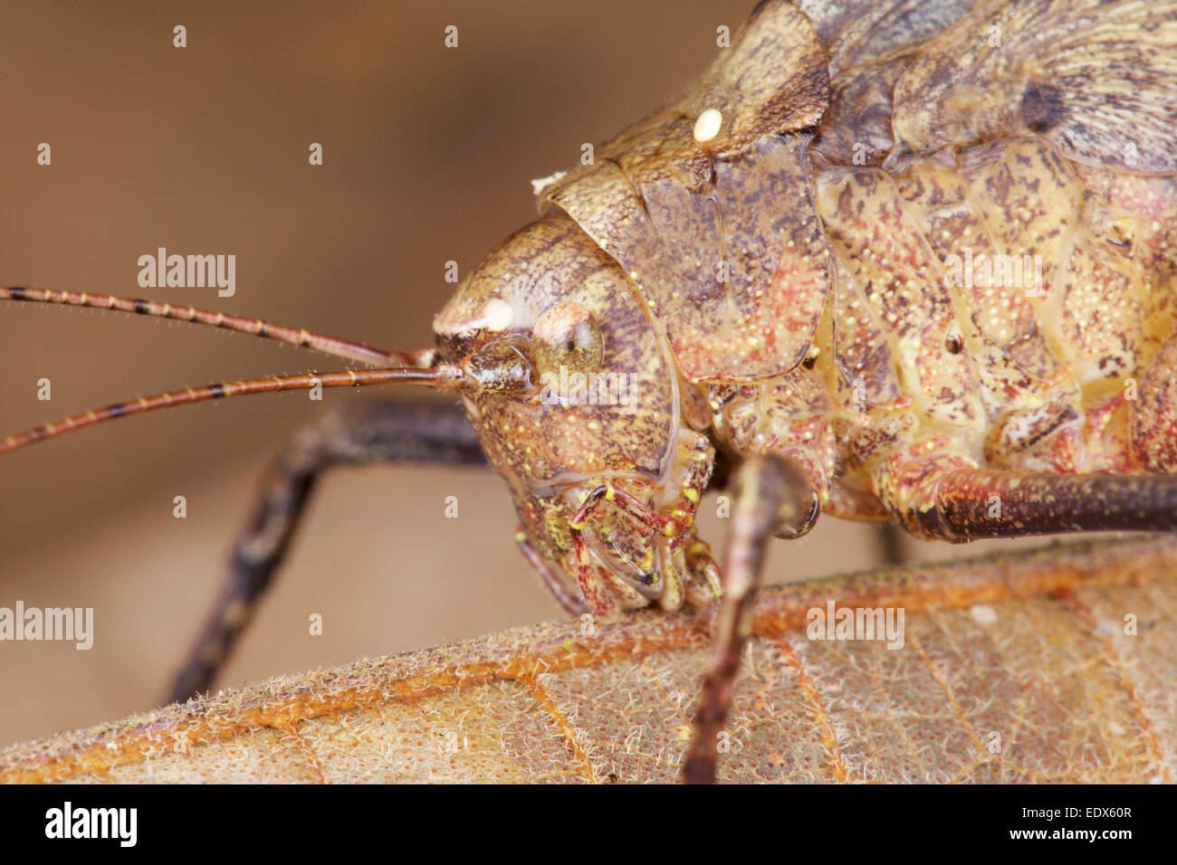 Brown Katydids
