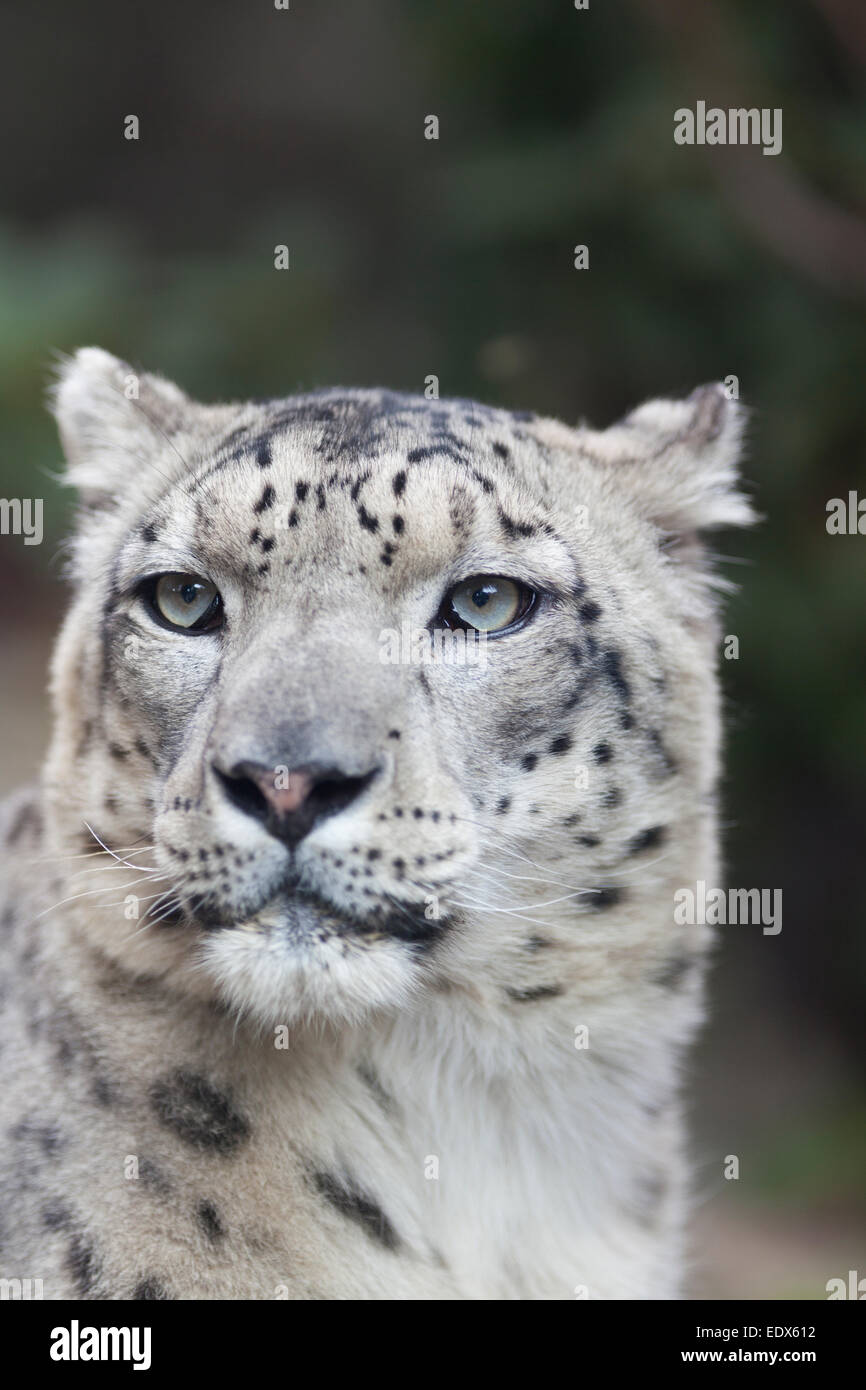 France, Paris, Paris Zoo, portrait of a snow leopard Stock Photo - Alamy