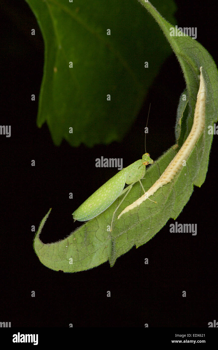 Egg sac praying mantis mantis hi-res stock photography and images - Alamy