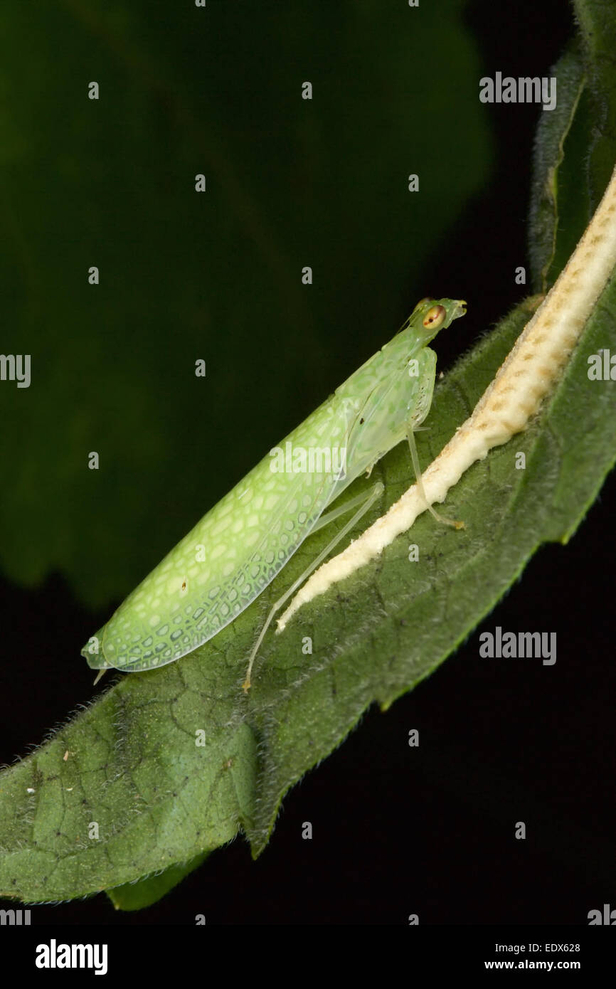 Mantis Ootheca High Resolution Stock Photography and Images - Alamy