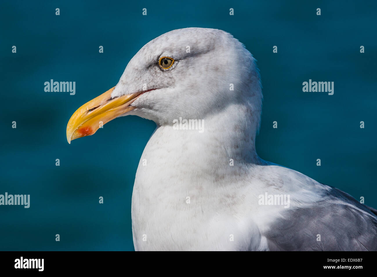 Close up of Seagull Stock Photo - Alamy
