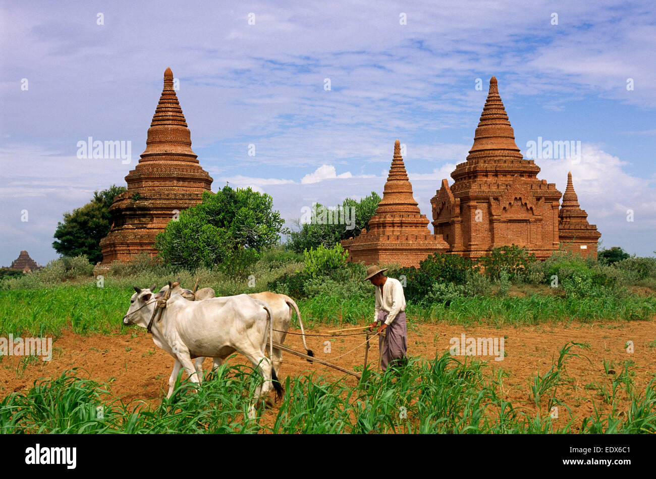 Myanmar (Burma), Bagan, farmer ploughing and pagodas Stock Photo - Alamy
