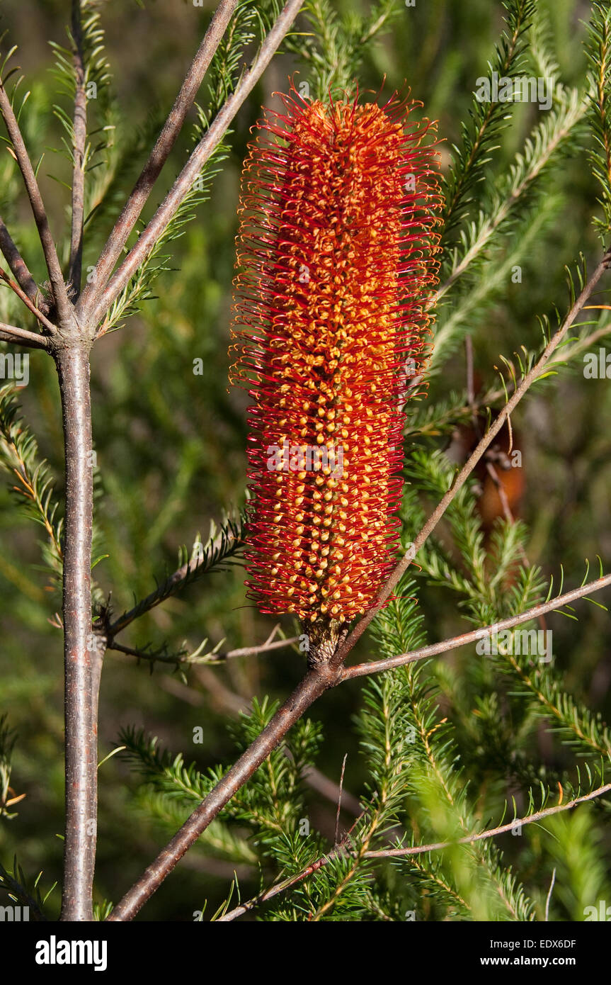 Banksia tree hi-res stock photography and images - Alamy