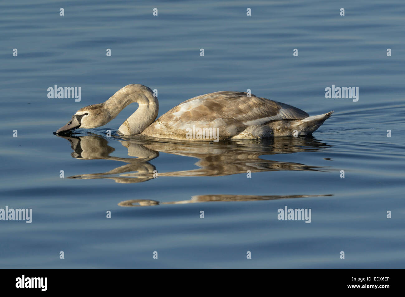 Immature Mute Swan Uk High Resolution Stock Photography and Images - Alamy