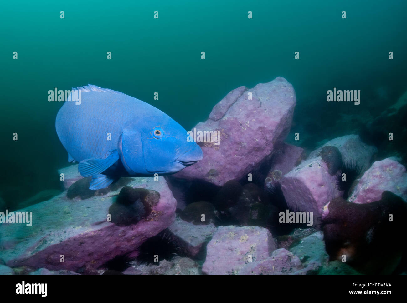 Groper island hi-res stock photography and images - Alamy