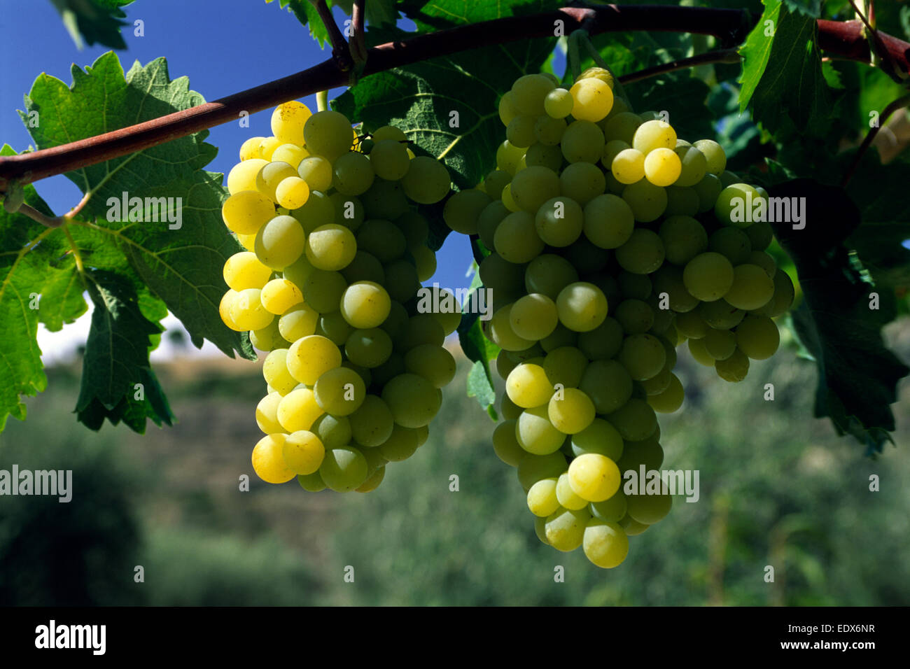 White grapevines hi-res stock photography and images - Alamy
