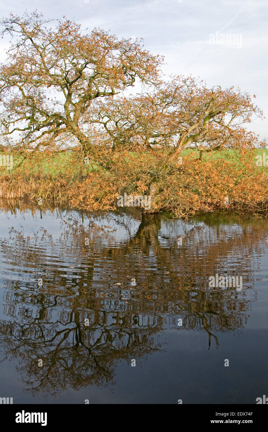 The Grand Western Canal near Halberton in Devon Stock Photo - Alamy