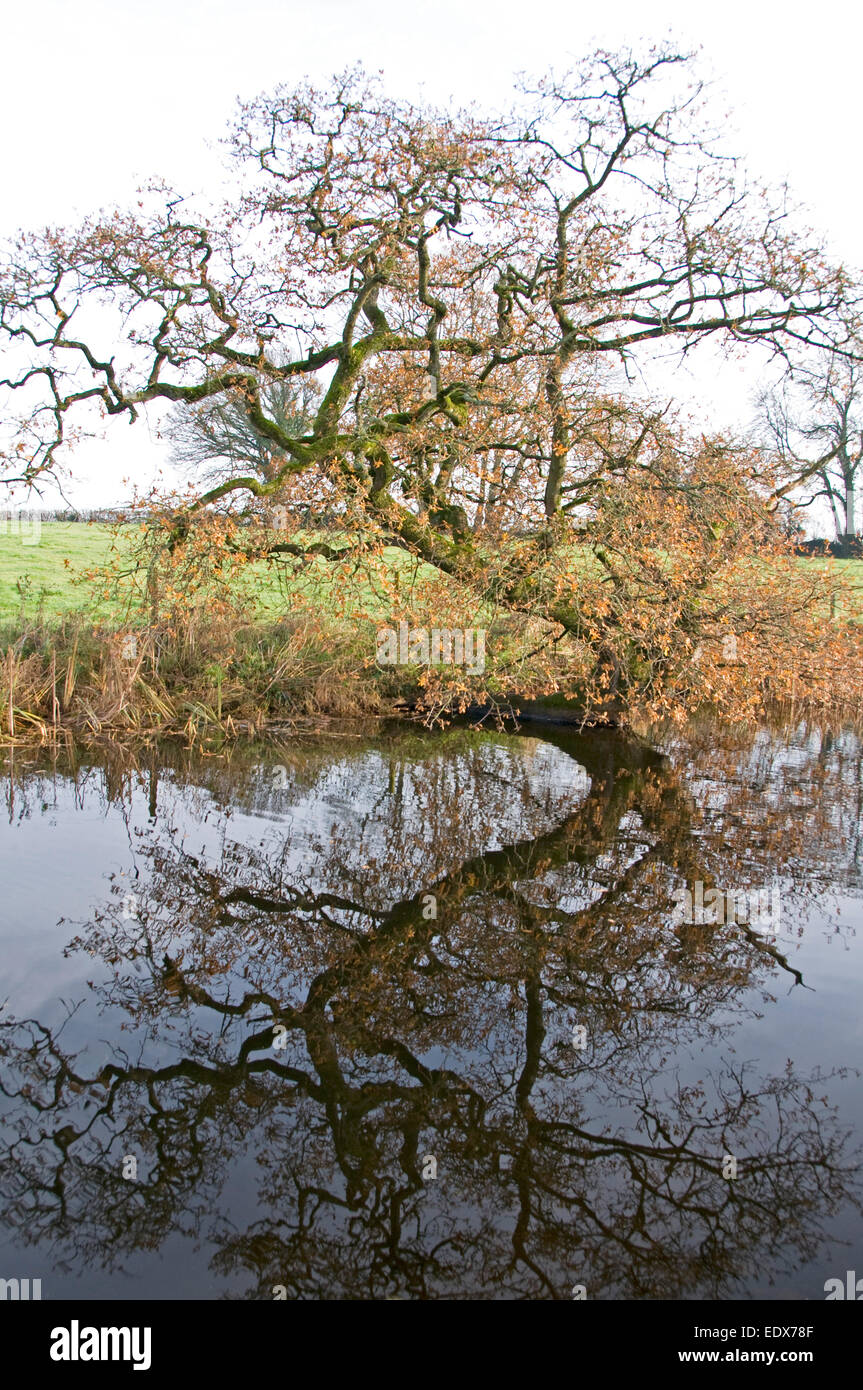 The Grand Western Canal near Halberton in Devon Stock Photo - Alamy