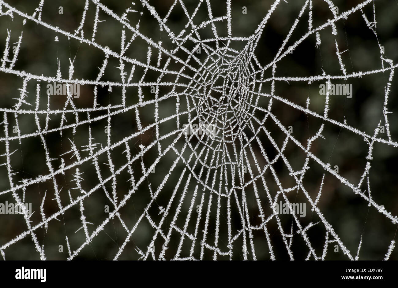 Snowflake Spider Web Stone