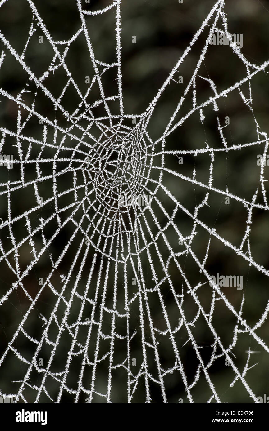 Spider web covered in ice crystals after a heavy frost Stock Photo - Alamy