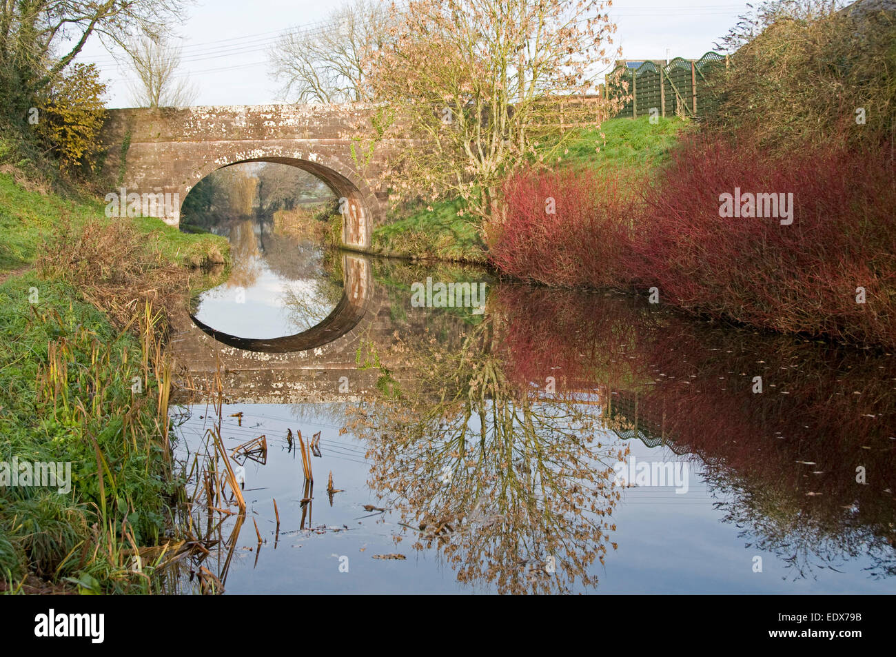 The Grand Western Canal near Halberton in Devon Stock Photo - Alamy