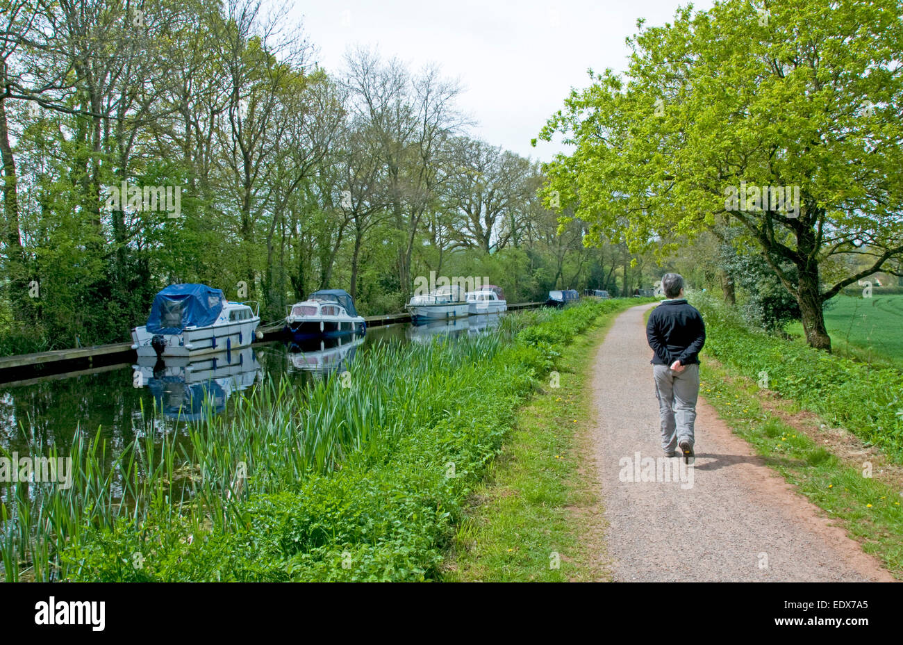 The Grand Western Canal near Halberton in Devon Stock Photo - Alamy