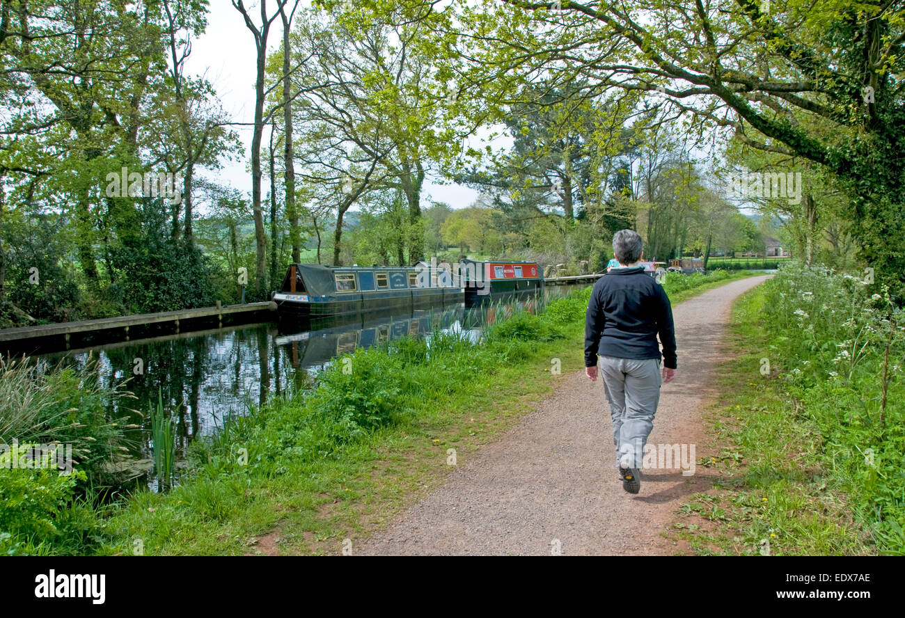 The Grand Western Canal near Halberton in Devon Stock Photo - Alamy