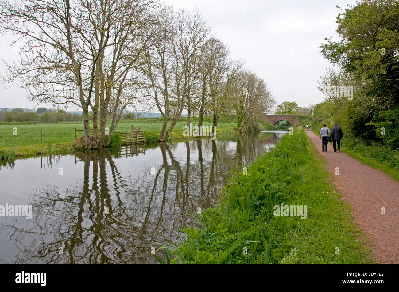 The Grand Western Canal near Halberton in Devon Stock Photo - Alamy