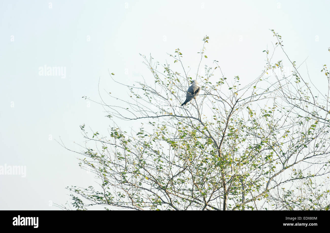 Bird on top of a tree Stock Photo - Alamy