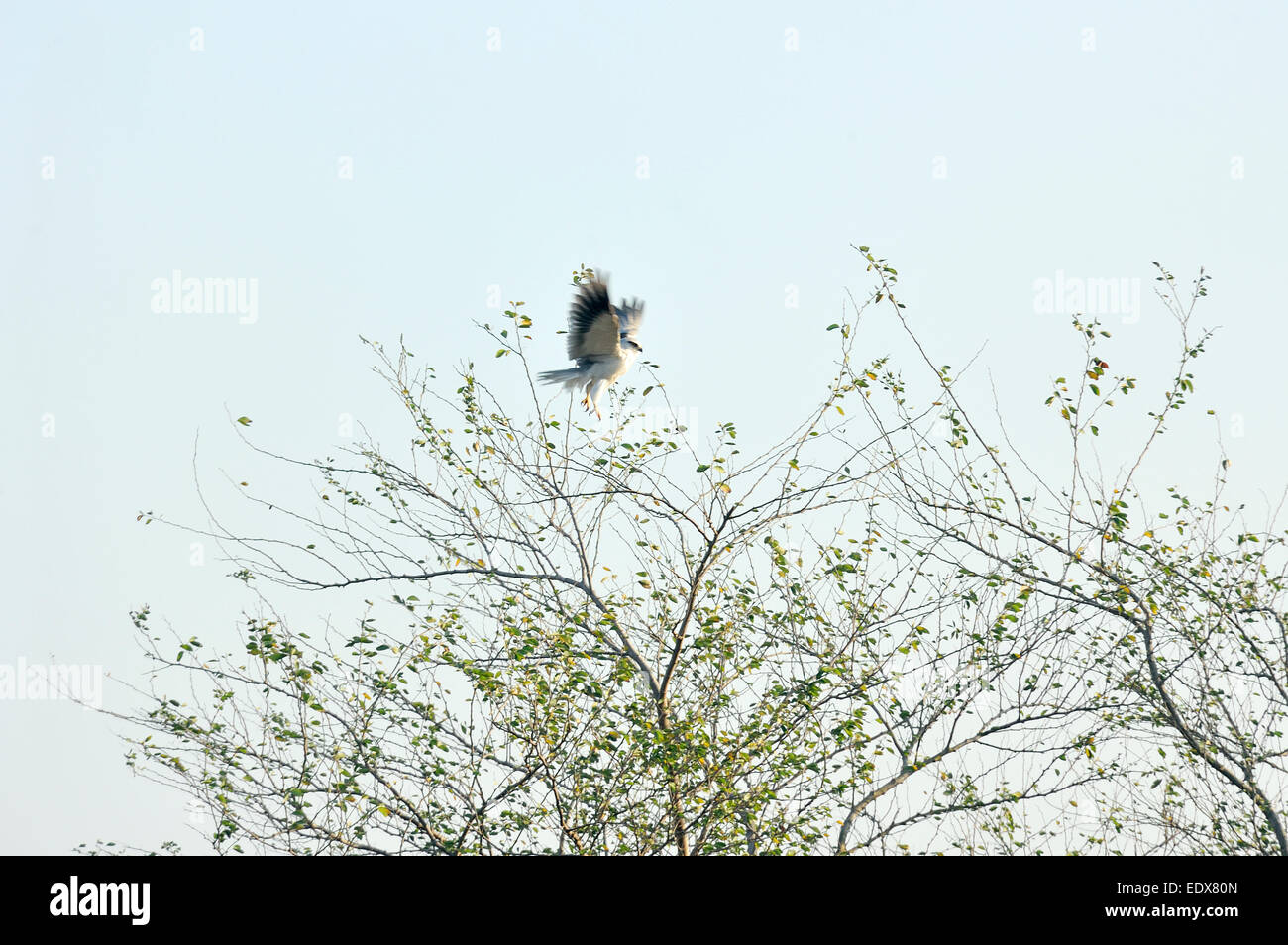 Landing kite hi-res stock photography and images - Alamy