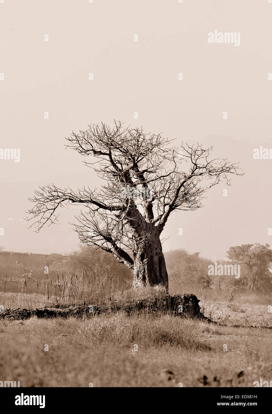 Bare tree with thick trunk Stock Photo - Alamy