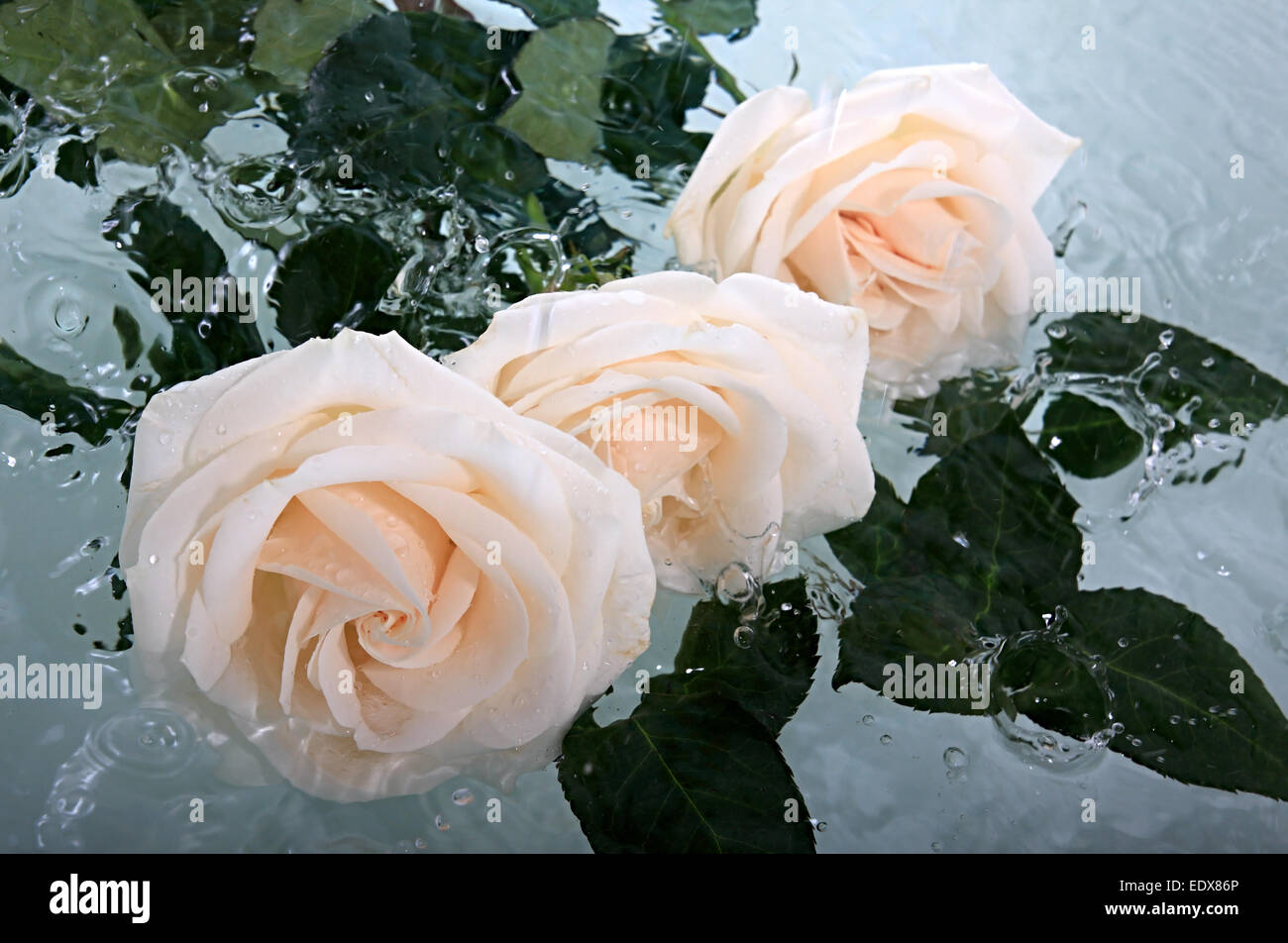 Rose in the rain Stock Photo - Alamy