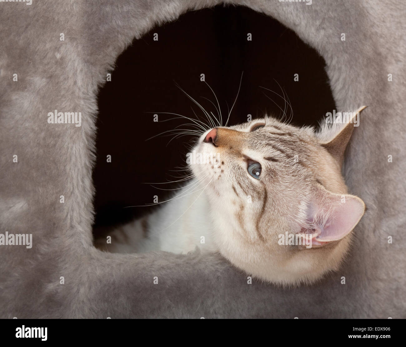 cat in the house Stock Photo - Alamy