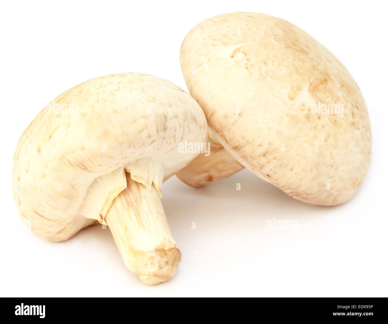 Button Mushroom over white background Stock Photo - Alamy