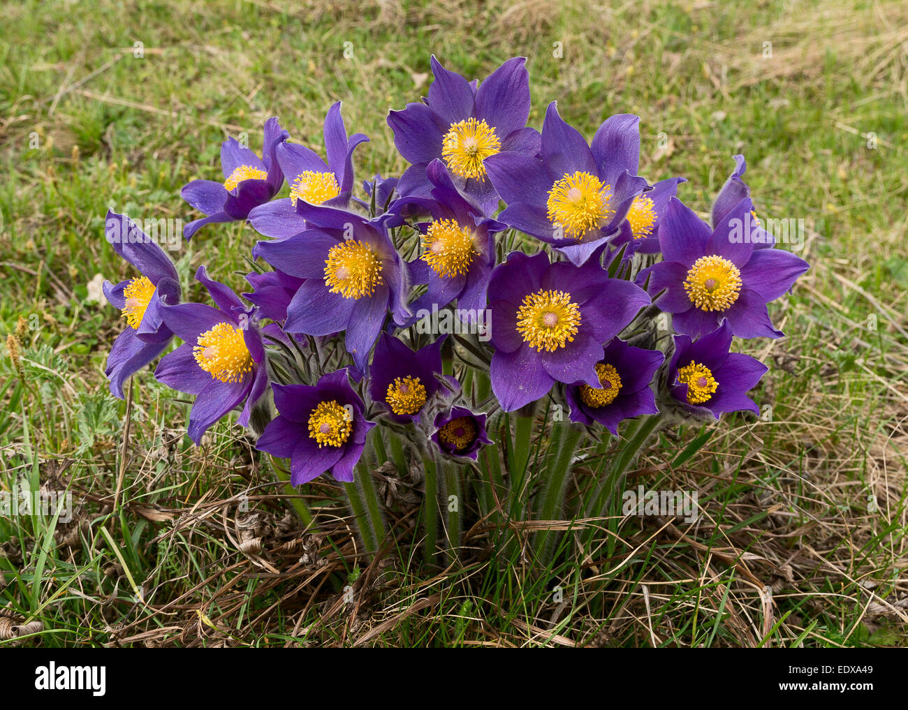 Spring bunch hi-res stock photography and images - Alamy