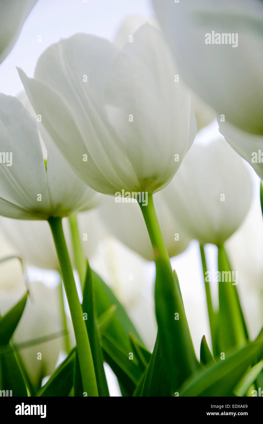 Tuples hi-res stock photography and images - Alamy