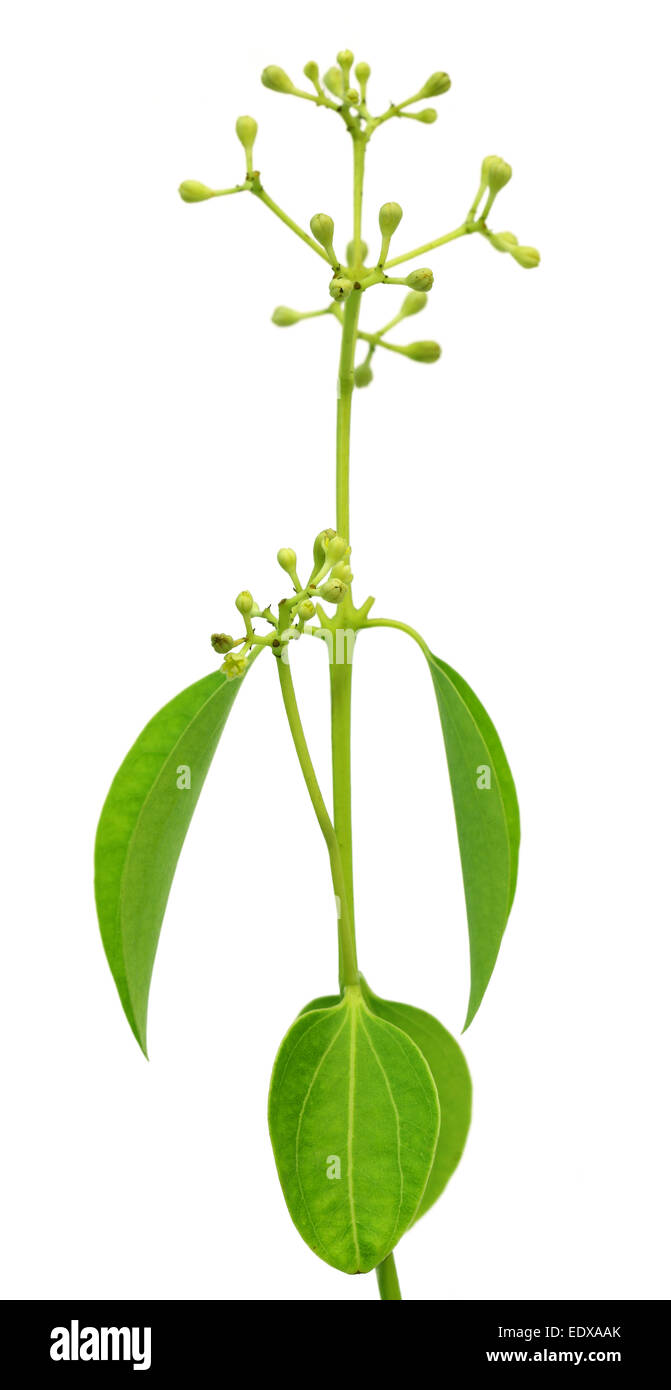 Cinnamon Tree Flowers