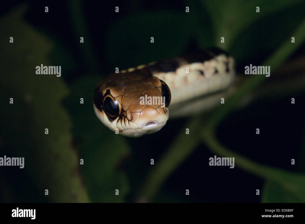 Bronzeback snake hi-res stock photography and images - Alamy